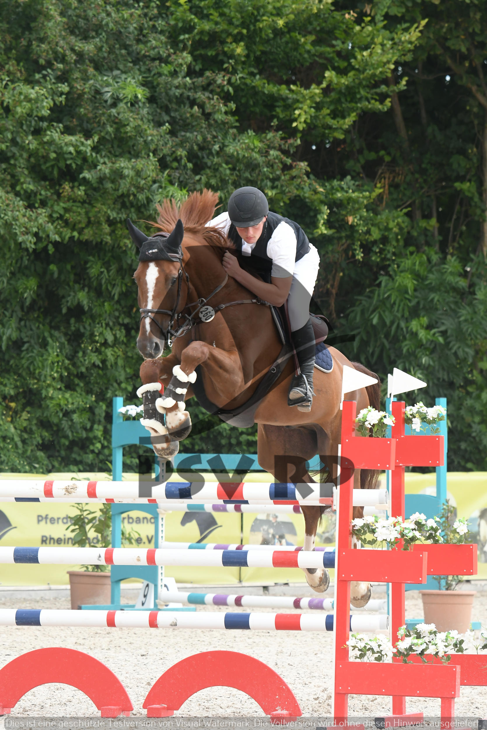 Pferdesportverband Rheinland-Pfalz e.V.